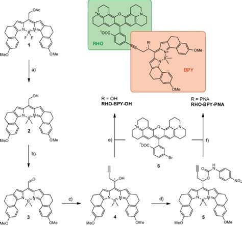 Rhodamine‐sensitized Two‐photon Activation Of A Red Light‐absorbing Bodipy Photocage Weber