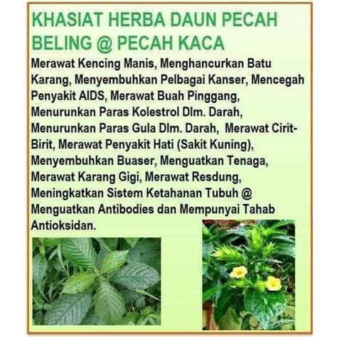 Murah2 Fresh Segar Daun Pecah Beling Atau Daun Mata Jin Daun Pecah