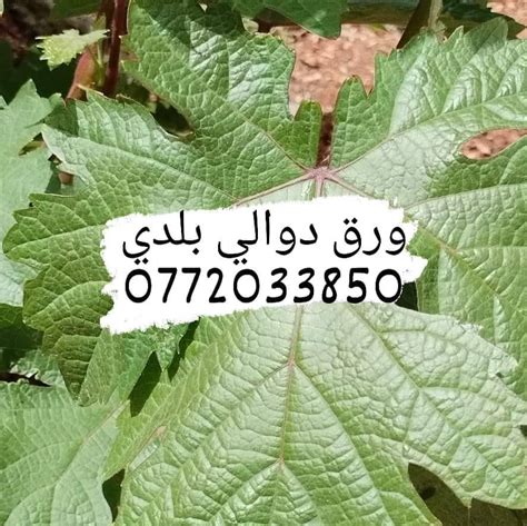 ورق دوالي عجلوني