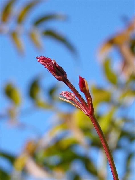 ハゴロモジャスミンの花芽 新ぼちぼち植物などを