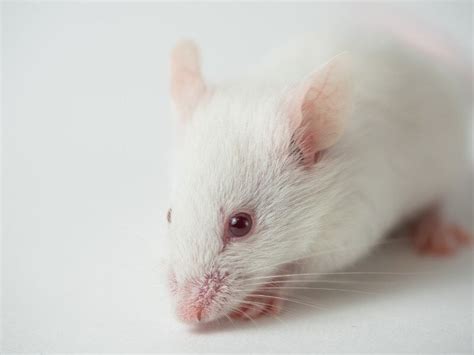 Scientists Develop First Mouse Model With Complete And Functional Human