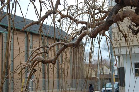Technique Tips Pruning Weeping Mulberry Toronto Gardens