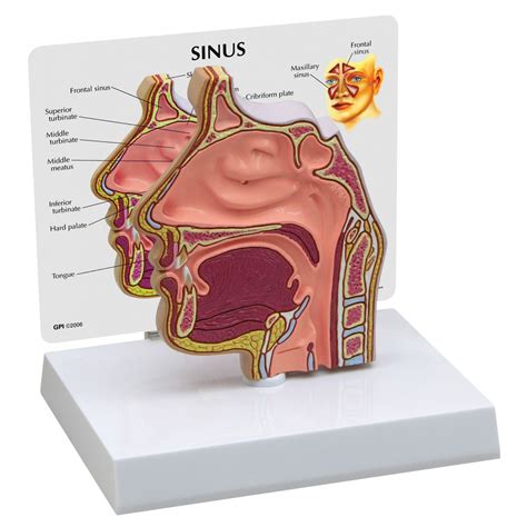 Ethmoidal Sinus Model