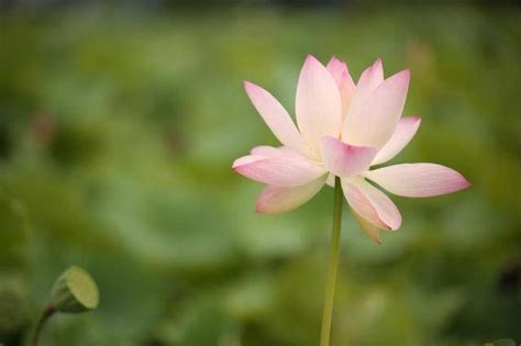 石家庄赞皇十里荷塘 朵朵粉白入画来 荷花