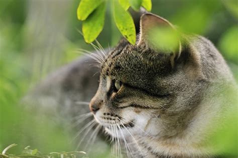 Amyloidosis In Cats Symptoms Causes Diagnosis Treatment Recovery