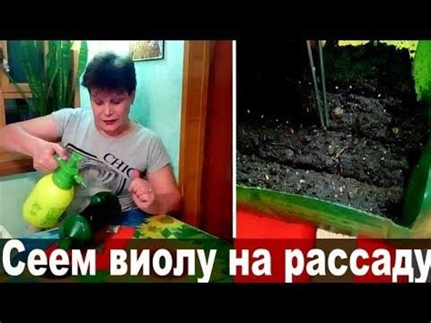 Как вырастить виолу из семян. Когда сеять виолу на рассаду ...