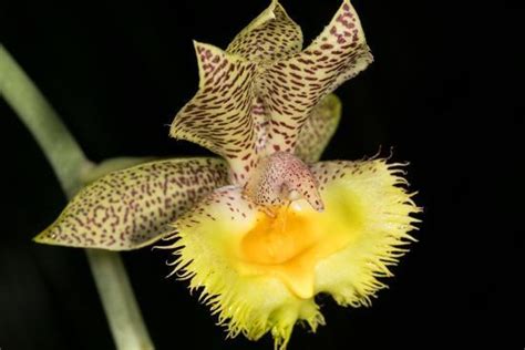 Calochilus Commonly Known As Beard Orchids Is A Genus Of About 30