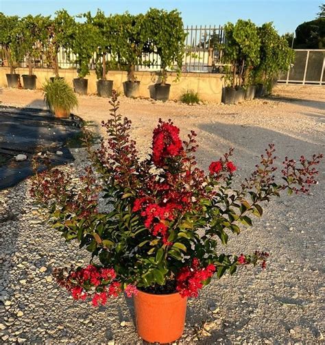 Pianta Lagerstroemia Indica Dynamite Eur 1679 Picclick It