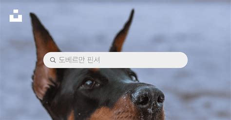 500 도베르만 핀셔 사진 Unsplash에서 무료 이미지 다운로드