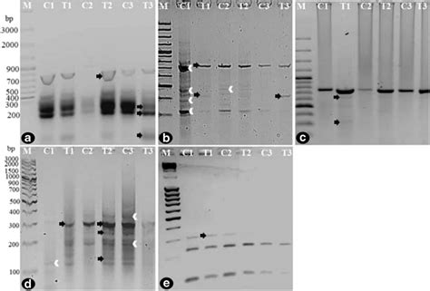 Photographs Of Differential Display Pcr For Inbred Line 8 At Three