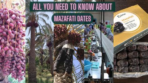 Everything about "MAZAFATI DATES"