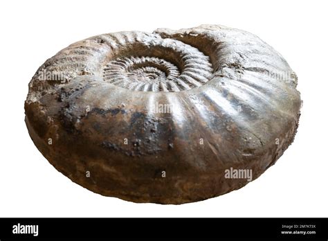 Cephalopods Fossils
