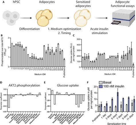 Generation Of An Insulin Sensitive Human Adipocyte Model A Schematic