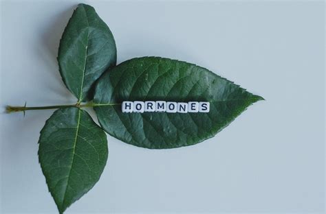 The Hidden Connection Between Eating Disorders And Pcos Understanding