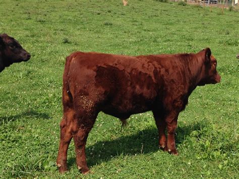 Steer Conestoga Club Calves