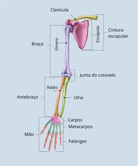 Ossos do corpo humano quais são todos eles Brasil Escola