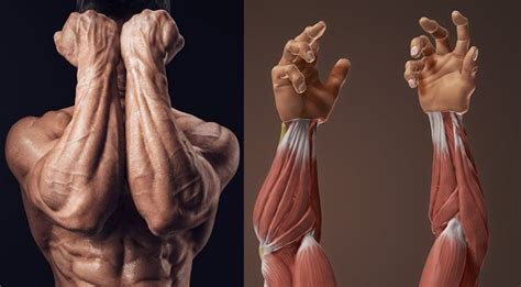 4 Powerful Workouts For Bigger Forearms GymGuider
