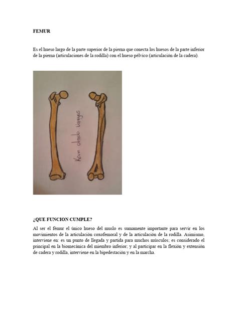Femur Kevin Olmedo Vanegas Pdf