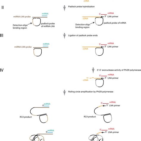 Simultaneous Detection Of Mirna And Mrna Molecules In A Plant Tissue Download Scientific