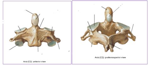 14 Axis Labelling Diagram Quizlet