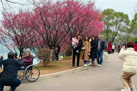 胡立强手机摄影：梅花盛开游人旺 Hpa湖南摄影网