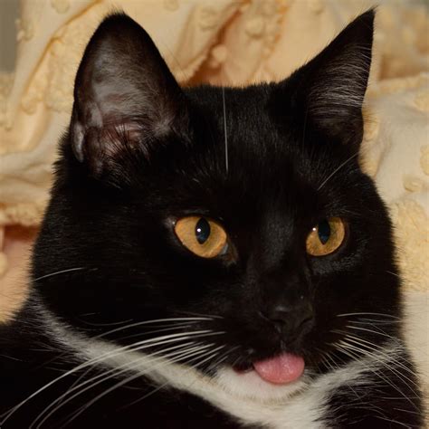 Tuxie Bleps R Tuxedocats