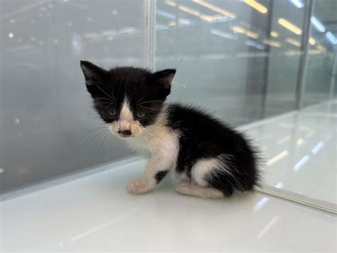 코리안숏헤어 호야 애완견성격 반려견성격 소형견크기 중형견크기 미니비숑프리제크기 토이푸들크기 골든리트리버크기 래브라도리트리버크기