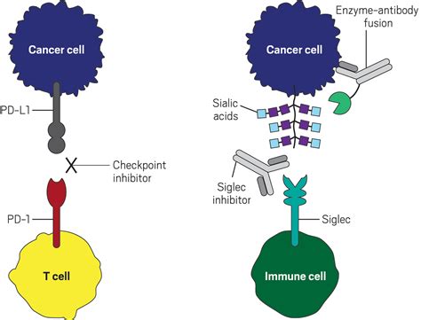 Glycoscience Fuels A New Breed Of Cancer Immunotherapy