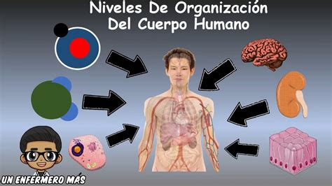 Mapa Conceptual Organizacion Basica Del Cuerpo Humano