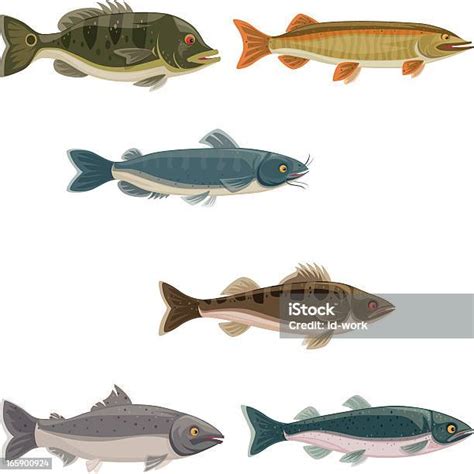 Ikan Permainan Air Tawar Ilustrasi Stok Unduh Gambar Sekarang Ikan