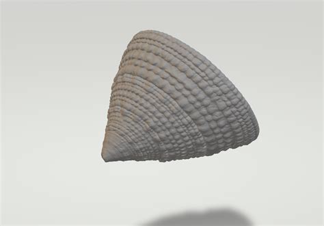 Stl File Shellfish ・3d Printable Model To Download・cults