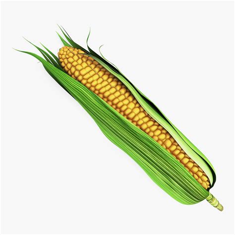 Corn Cob 1 3d Model 19 Max Fbx Obj Free3d