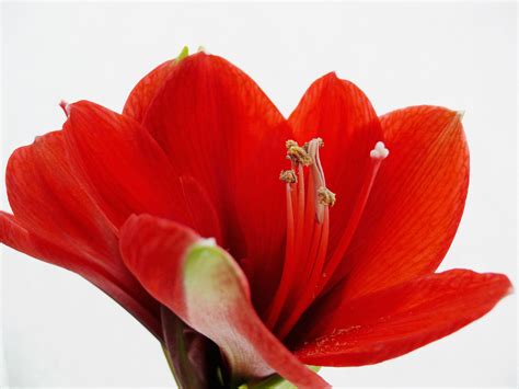 Free Images Nature Flower Petal Green Red Flowers Close Up