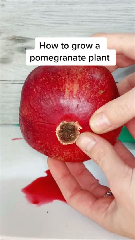 Let Grow Pomegranate Planting Vegetables Small Vegetable Gardens