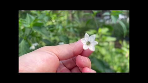 [호렙농원]🌶️ 고추밭에 고양이 🐈 고추꽃 🌸놀이 하고 여름 홍고추 수확하기 호렙농원 Youtube