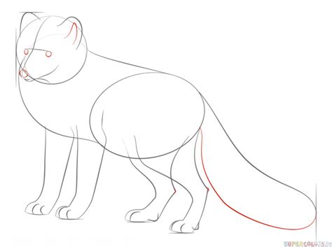 How To Draw An Arctic Fox Step By Step Drawing Tutorials