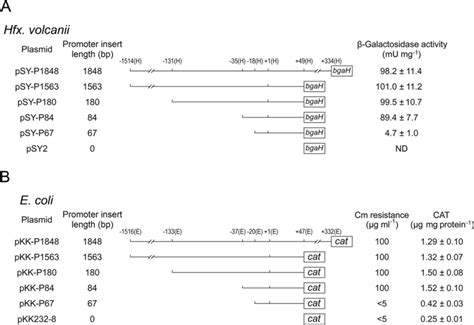 The Rm10 Fragment Of The Core Structure Of The Inner Haloarchaeal Download Scientific Diagram