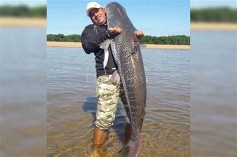 Capturaron un impresionante surubí de kilos