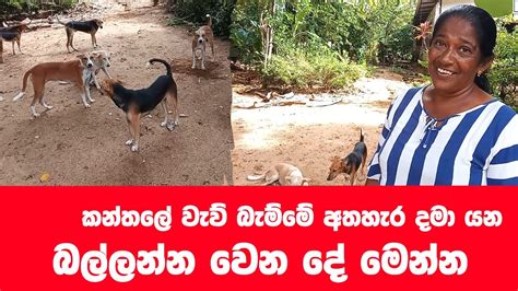 ජිවිතය අපි සොයා යමු මෙන්න නවතින්න ඕනම තැන Youtube