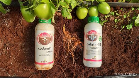 Plastiagro Srl La Combinación Dalgin H15 Codamin