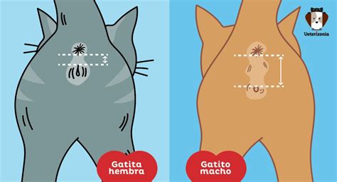Cómo determinar el sexo de mi gatito Veterizonia