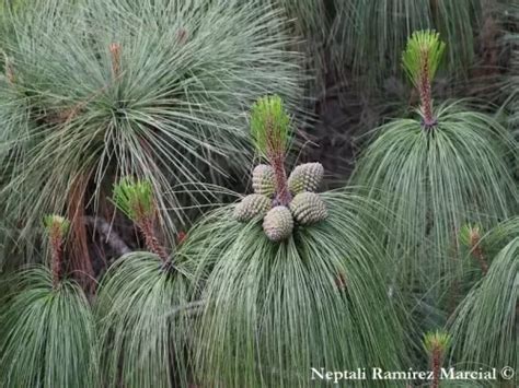 Pinus Pseudostrobus Var Apulcensis Buy Rare Conifers Online