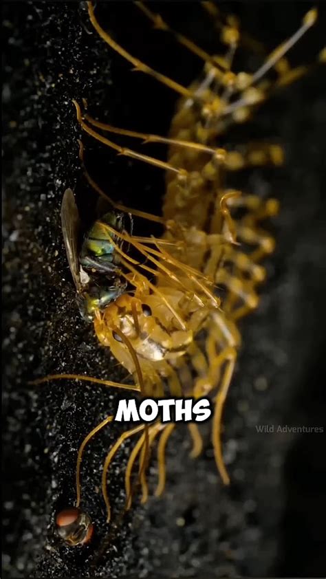 Centipedes Facts Science Shorts Youtube