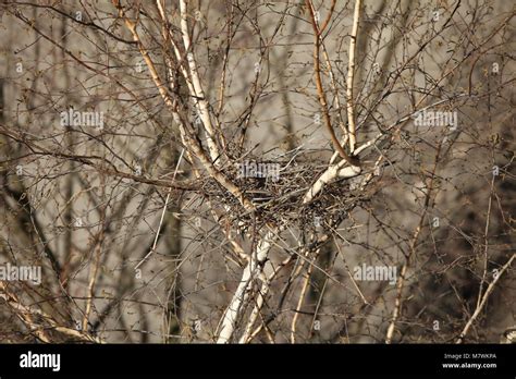 Spring Empty Bird S Nest In A Empty Tree Stock Photo Alamy