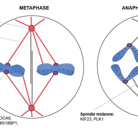 Sumo Targets On The Mitotic Spindle In Metaphase Left And