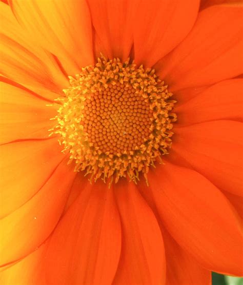 Sunflower Photograph By Amy Salter Fine Art America