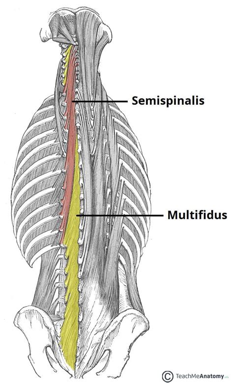 The Intrinsic Back Muscles Attachments Actions TeachMeAnatomy