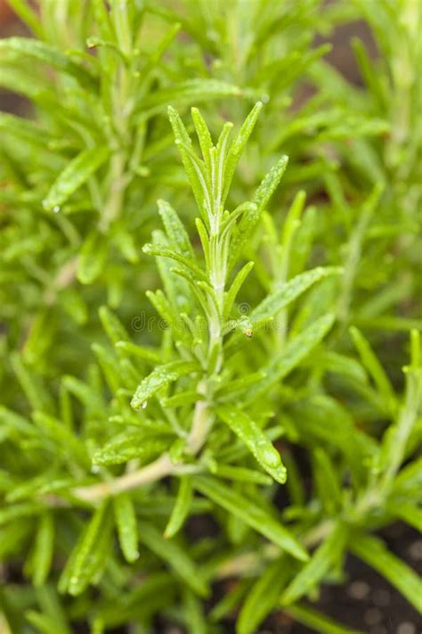 Rosemary In A Garden Stock Image Image Of Green Spices 33303693
