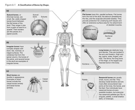61 Classifying Bones Anatomy Flashcards Quizlet