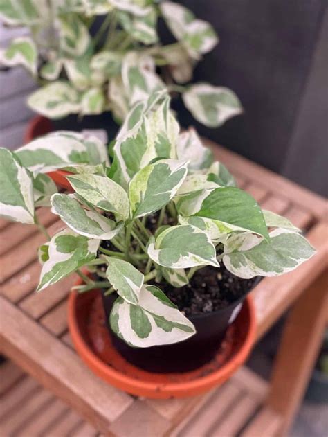 Pearl And Jade Pothos The Watering Can Flower Market